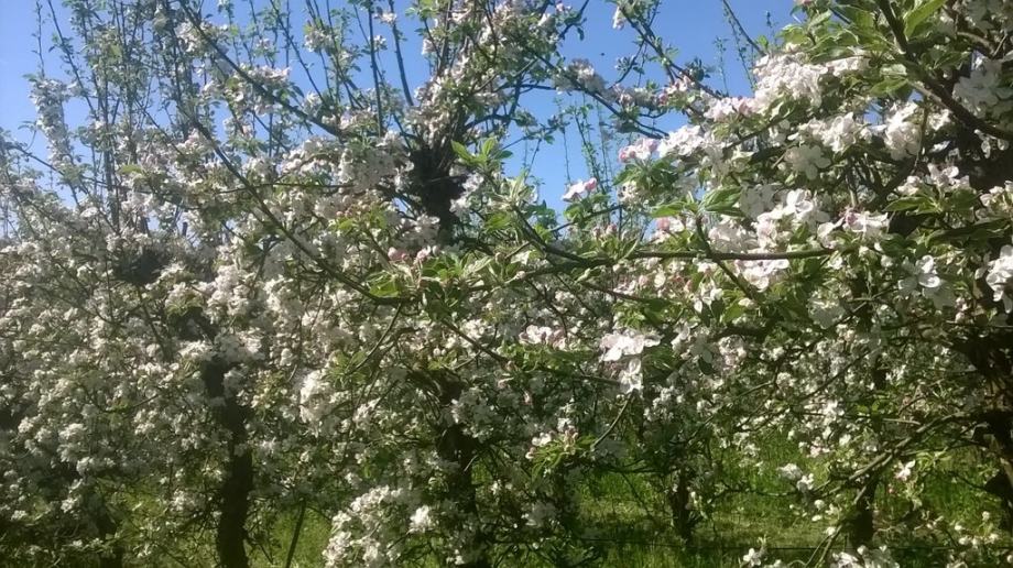 Križevci, nasad jabuka - voćnjak u punom rodu, HITNO i povoljno