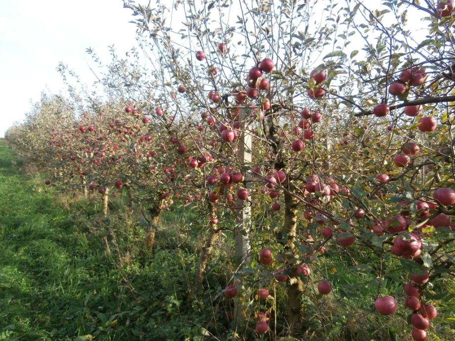 Križevci, nasad jabuka - voćnjak u punom rodu, HITNO i povoljno
