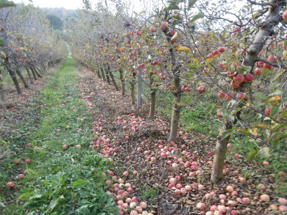 Križevci, nasad jabuka - voćnjak u punom rodu, HITNO i povoljno