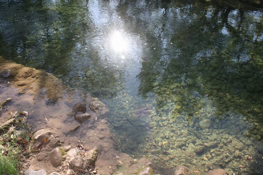 HRASTOVA ŠUMA - Mokro Polje, 10.000 m2 - 00385958509367