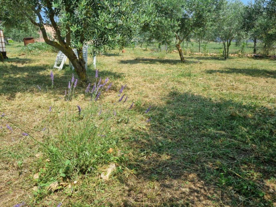 Poljoprivredno uređeno vikend zemljište, Pomer, 840 m2 Poljoprivredno uređeno vikend zemljište, Pomer, 840 m2