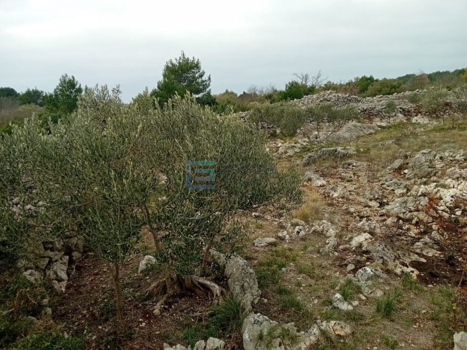 PRODAJA maslinik (2282 m2) 200 metara od mora, Murter