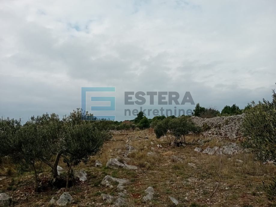 PRODAJA maslinik (2282 m2) 200 metara od mora, Murter