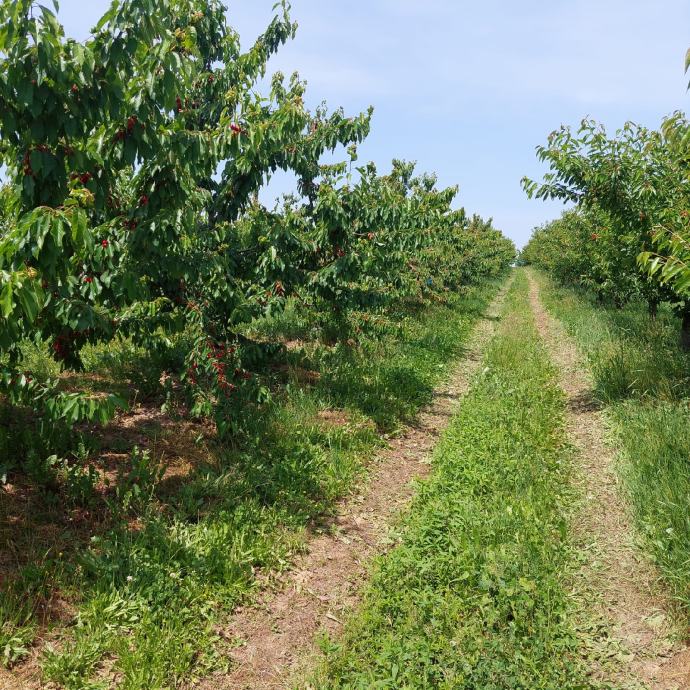Prodajem nasad trešanja-voćnjak 7 godina starosti.