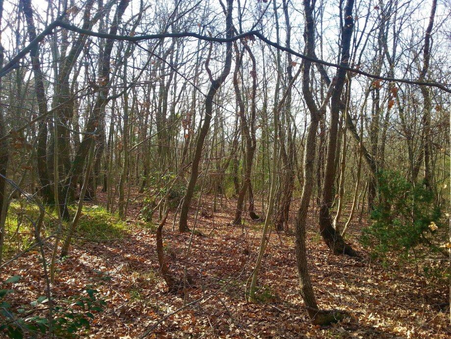Šuma hrasta medunca, Marčana, 12157 m2, SNIŽENO!