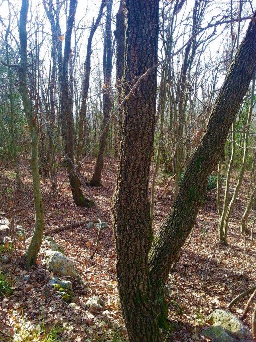 Šuma hrasta medunca, Marčana, 12157 m2, SNIŽENO!