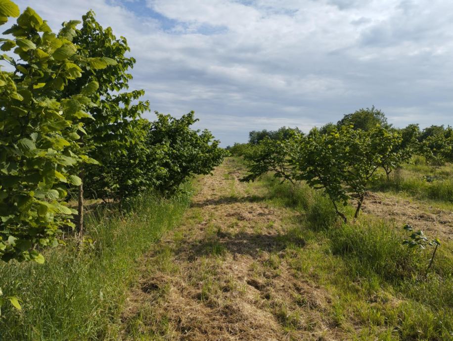 Nasad lješnjaka 1,1 ha