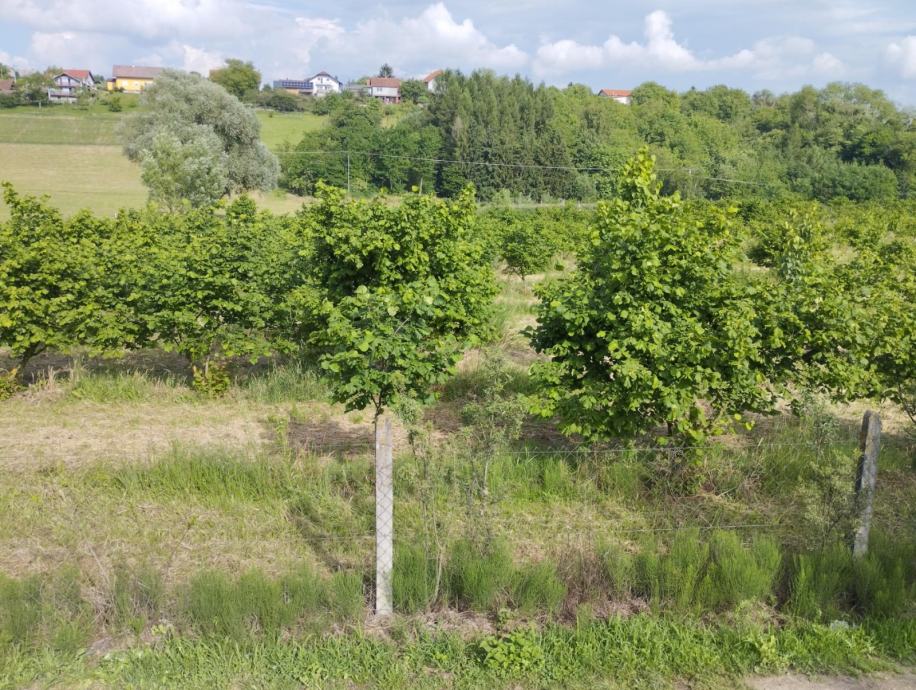 Nasad lješnjaka 1,1 ha