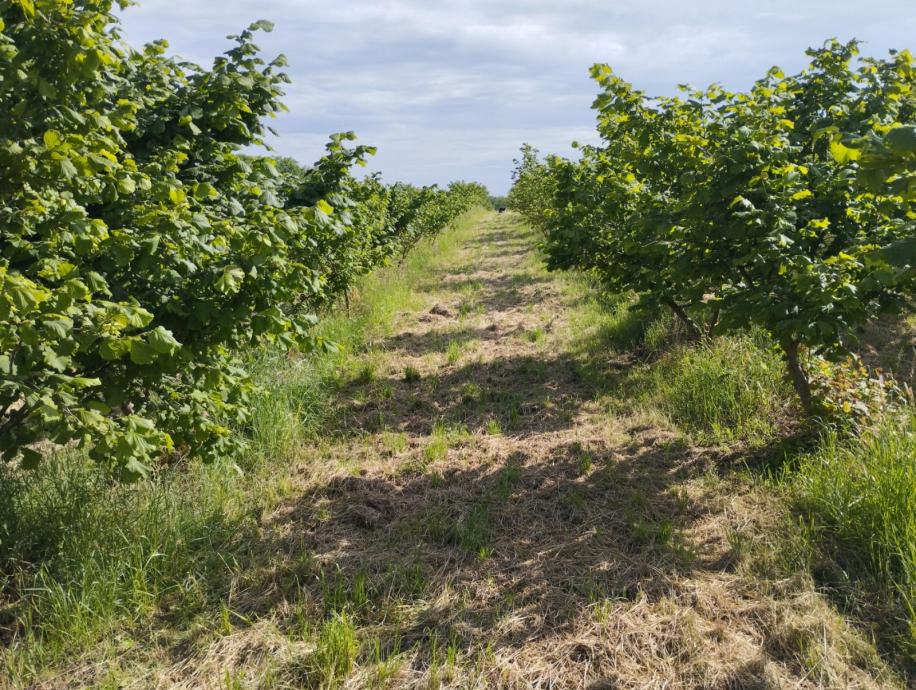 Nasad lješnjaka 1,1 ha