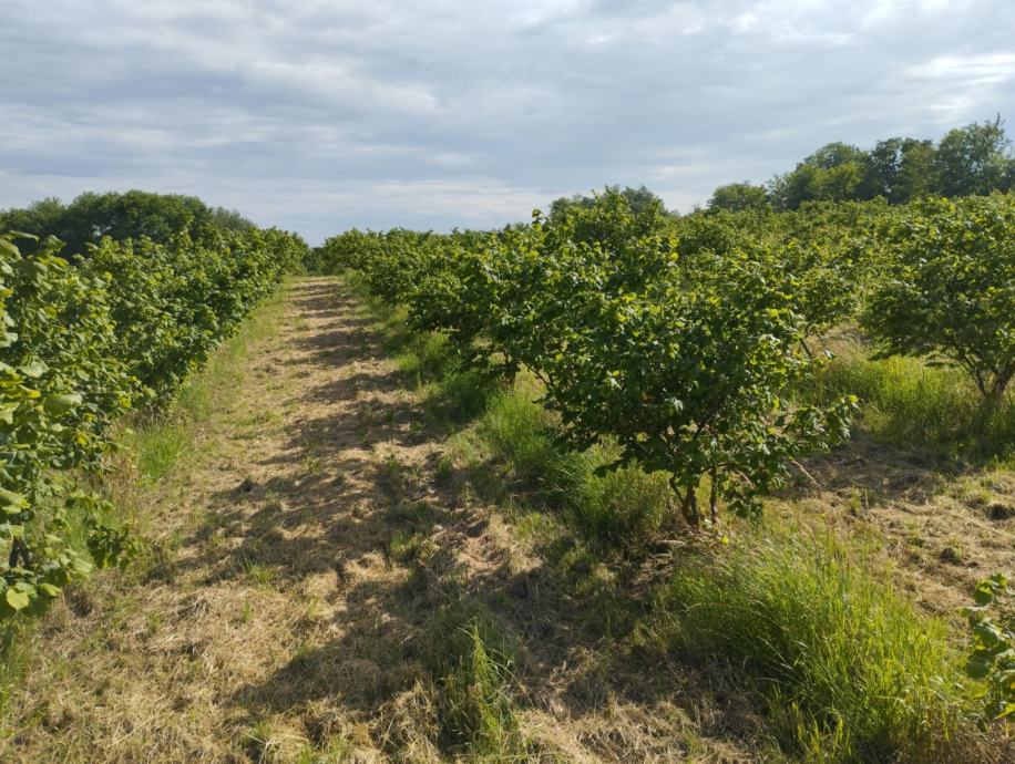 Nasad lješnjaka 1,1 ha