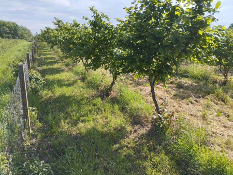 Nasad lješnjaka 1,1 ha