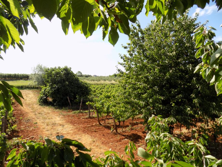 Vinograd- Poreč (Nova Vas) Malvazija i Teran