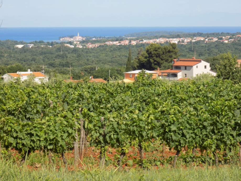 Vinograd- Poreč (Nova Vas) Malvazija i Teran