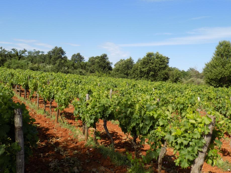 Vinograd- Poreč (Nova Vas) Malvazija i Teran