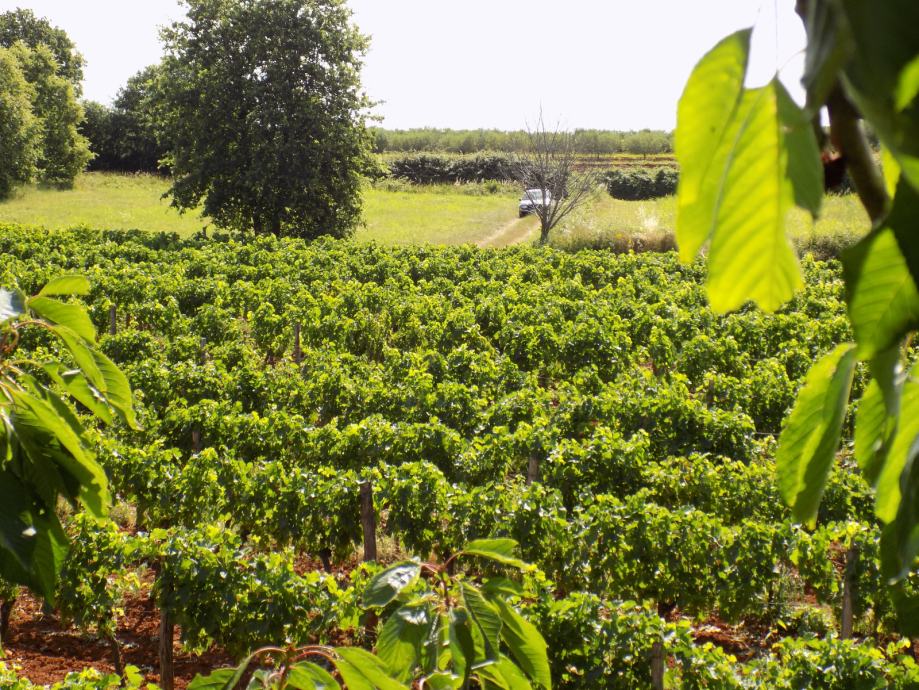 Vinograd- Poreč (Nova Vas) Malvazija i Teran