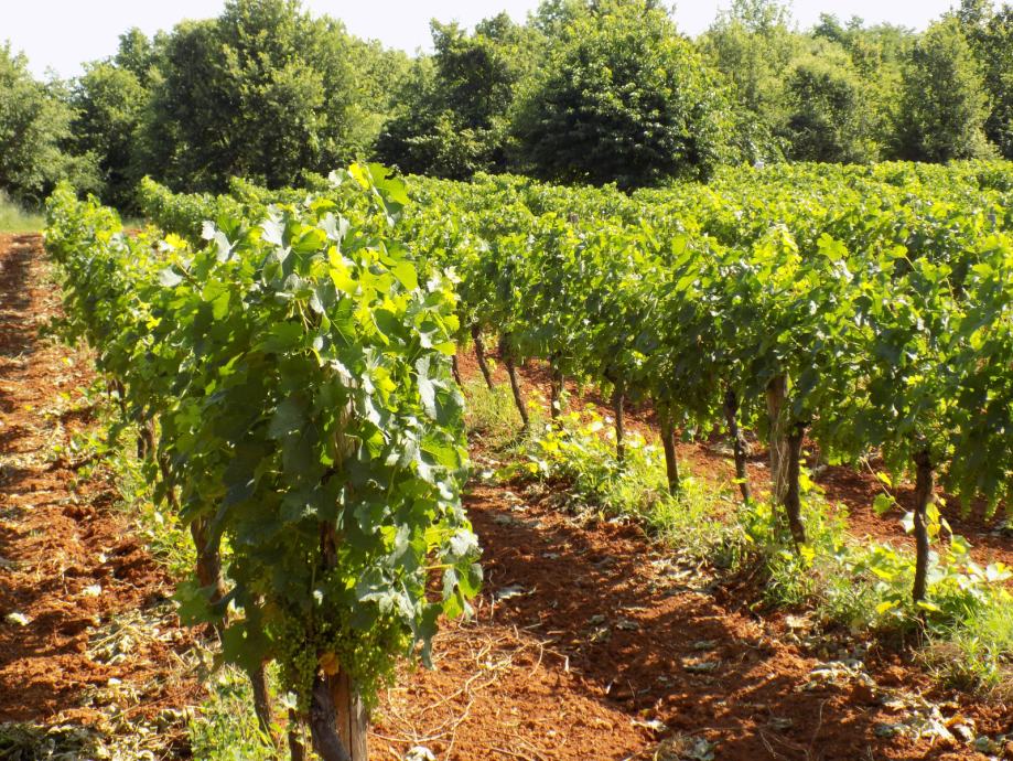 Vinograd- Poreč (Nova Vas) Malvazija i Teran