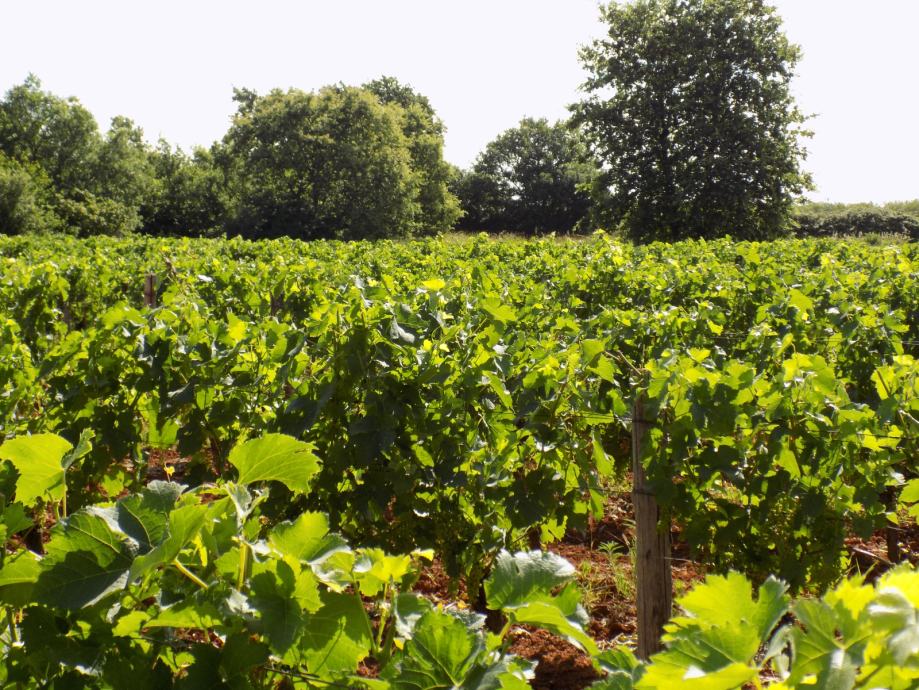 Vinograd- Poreč (Nova Vas) Malvazija i Teran