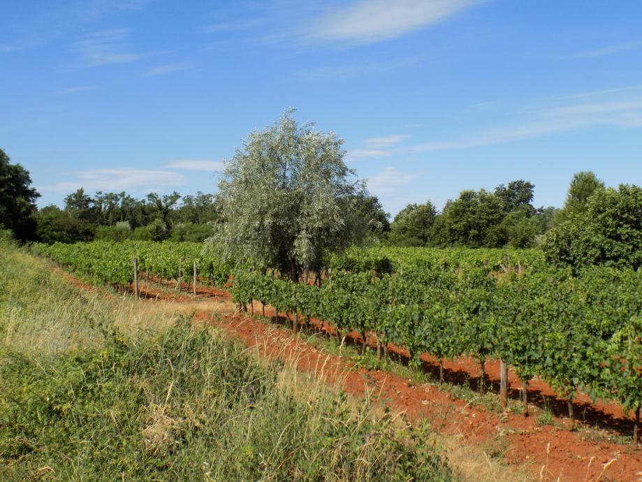 Vinograd- Poreč (Nova Vas) Malvazija i Teran