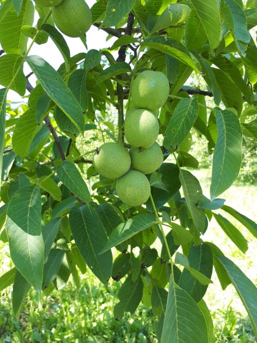 Voćnjak oraha u rodu, 17.000 m2, Nebojan-Petrinja