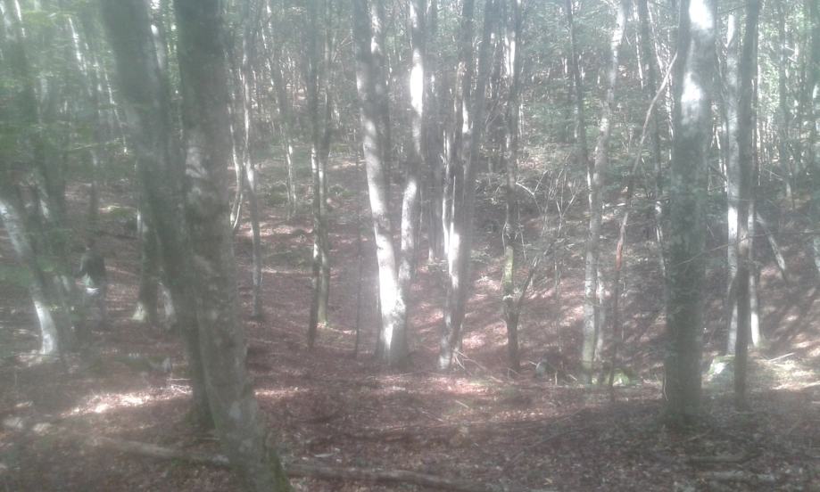 BUKVA / GRAB drvo za ogrĕv