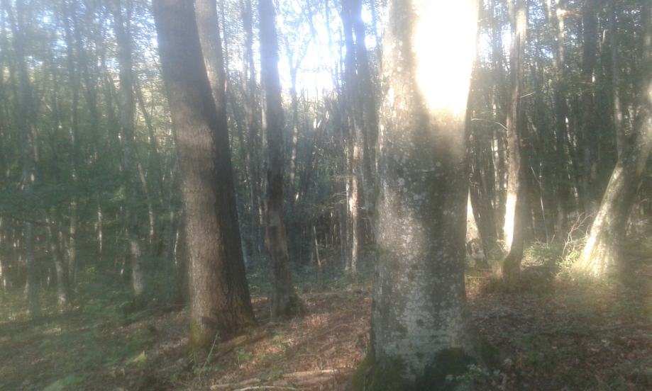 BUKVA / GRAB drvo za ogrĕv