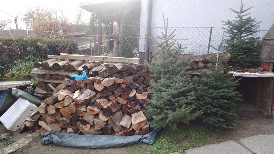 Grab, bukva, agacija