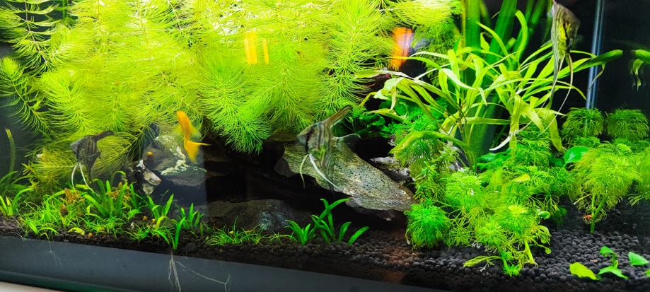 Akvarij 80 L Sniženo