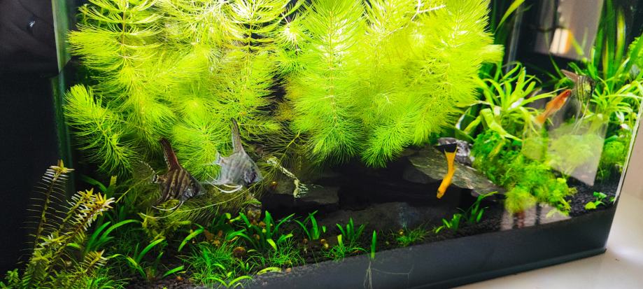 Akvarij 80 L Sniženo