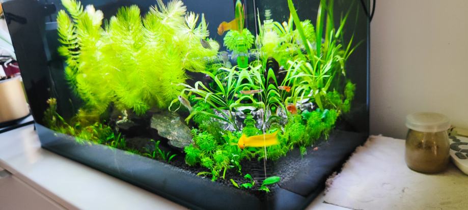 Akvarij 80 L Sniženo