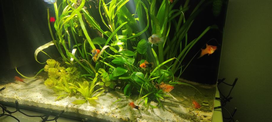 Akvarij NOVI 80L komplet čitaj