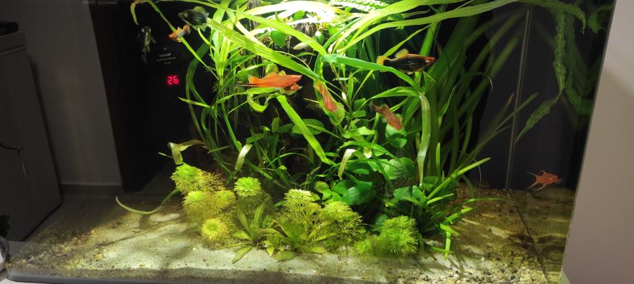 Akvarij NOVI 80L komplet čitaj