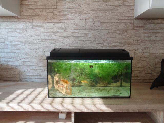 Akvarij za ribice Eheim - POVOLJNO