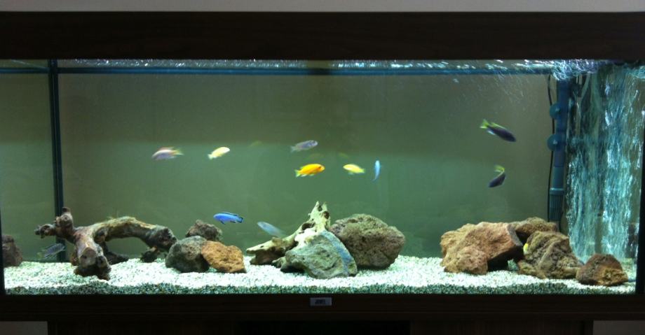 Akvarij Juwel Rio 240 LED, Juwel ormarić, filter Eheim Professionel