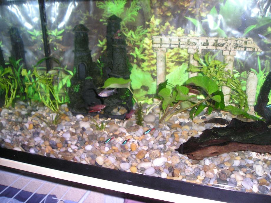 Akvarij za ribice 60x30x30