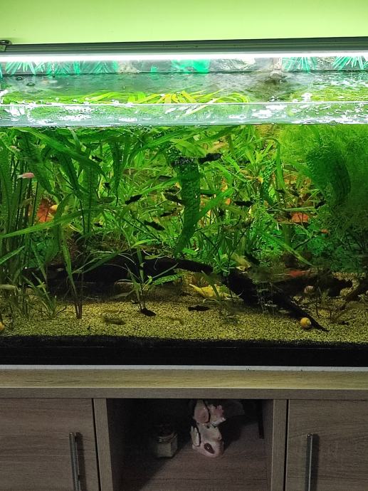 akvarij