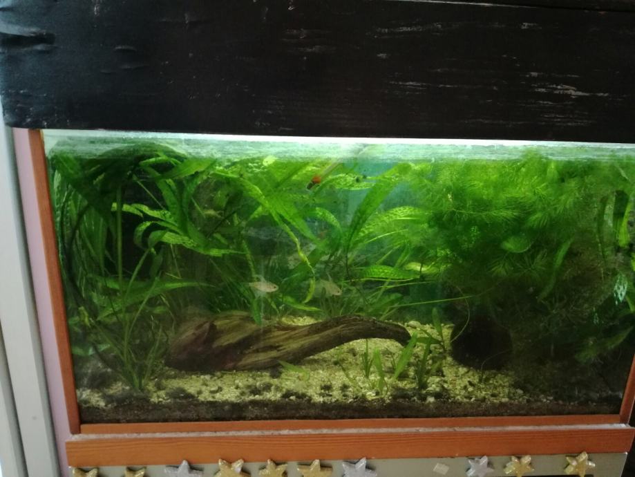 Akvarij