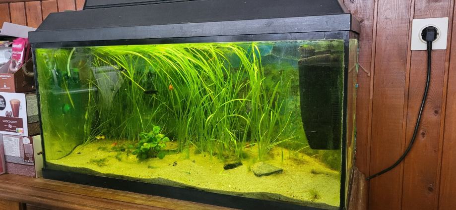 Akvarij sa svom opremom ribicama i biljkama