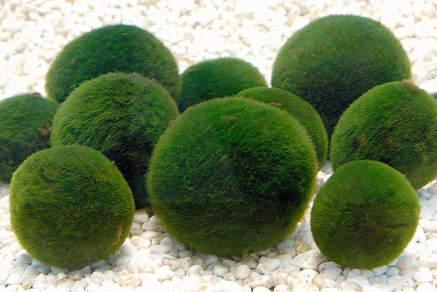 Akvarijske biljke Marimo loptice - Cladophora aegagropila