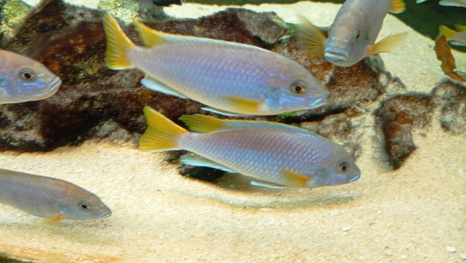 Akvarijske ribice - Malawi ciklidi - Pseudotropheus Acei Msuli