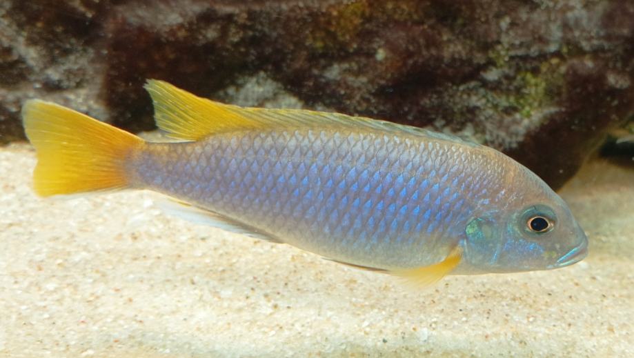 Akvarijske ribice - Malawi ciklidi - Pseudotropheus Acei Msuli