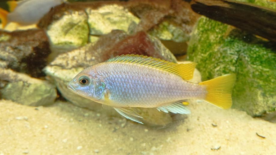 Akvarijske ribice - Malawi ciklidi - Pseudotropheus Acei Msuli