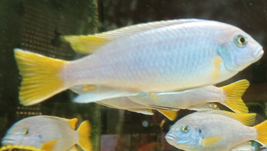 Akvarijske ribice - Malawi ciklidi - Pseudotropheus Acei Msuli