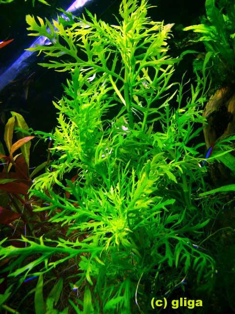 Hygrophila difformis