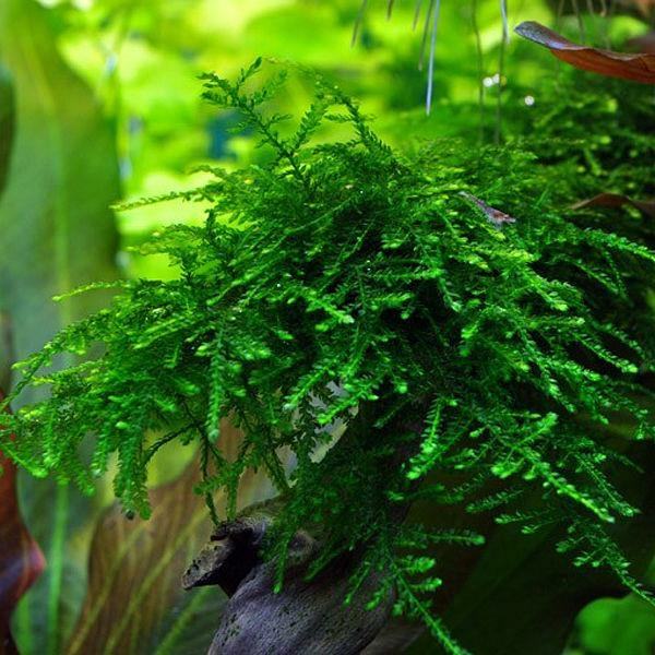 Javanska mahovina - Taxiphyllum sp. Spiky