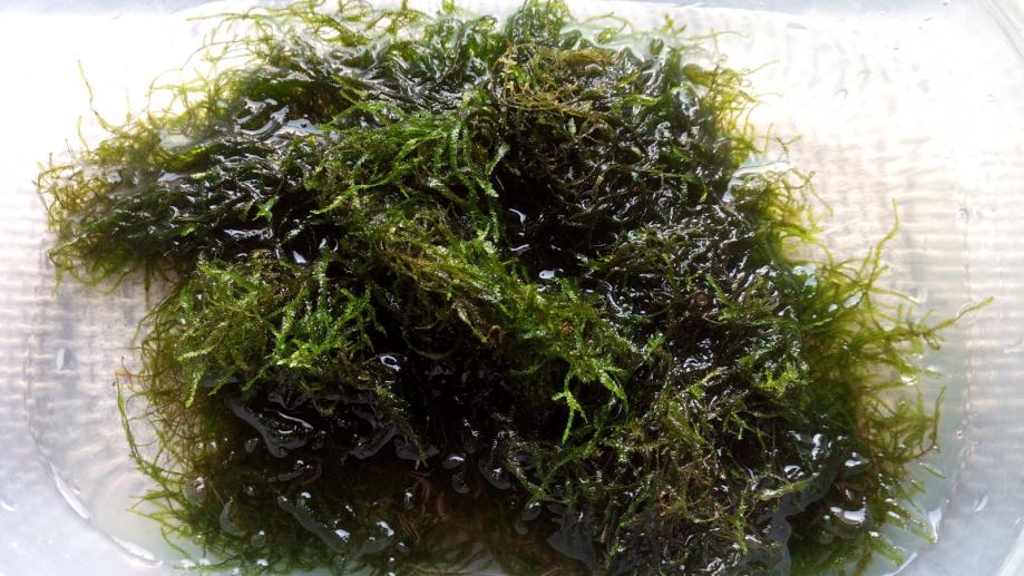 Javanska mahovina-Taxiphyllum barbieri