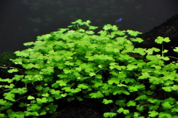 Akvarijske biljke Hydrocotyle tripartita (Hydrocotyle sp Japan)