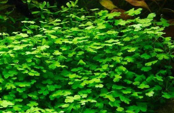 Akvarijske biljke Hydrocotyle tripartita (Hydrocotyle sp Japan)