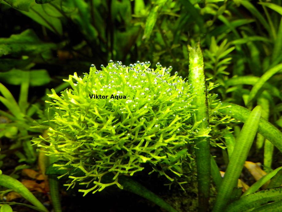Mahovina za akvarij - nekoliko vrsta