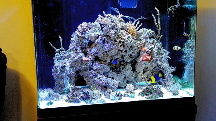 Morski akvarij 130L Red Sea MAX