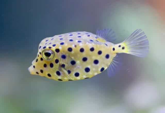 Morske ribice Ostracion cubicus – Cubicus Boxfish